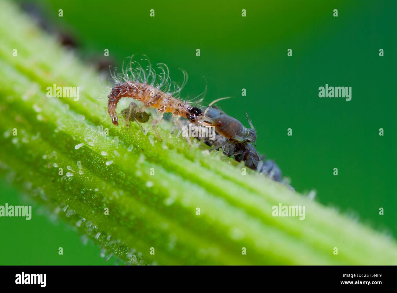 Larva of a lacewing eats aphid, Lacewing larva eats aphid Stock Photo ...