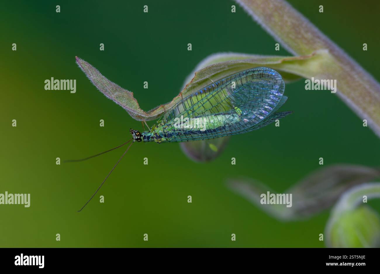 Green lacewing laying Egg, Egg-laying lacewing Stock Photo - Alamy