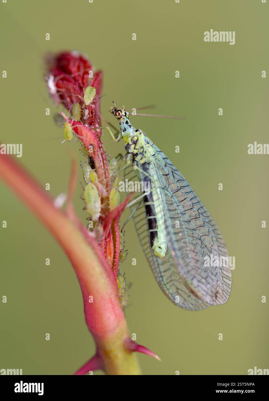 Carnivorous adult lacewing (Chrysopa perla) on the hunt for aphids ...