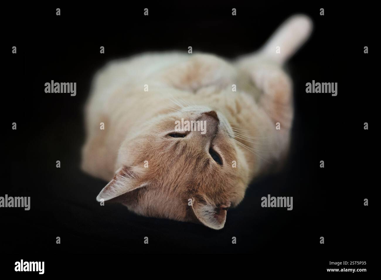 Cute funny cat lying on it's back Stock Photo - Alamy