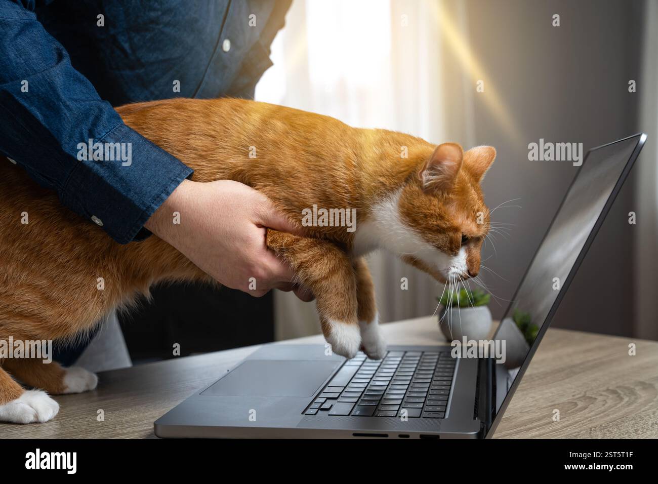 Man with cat meme hi-res stock photography and images - Alamy