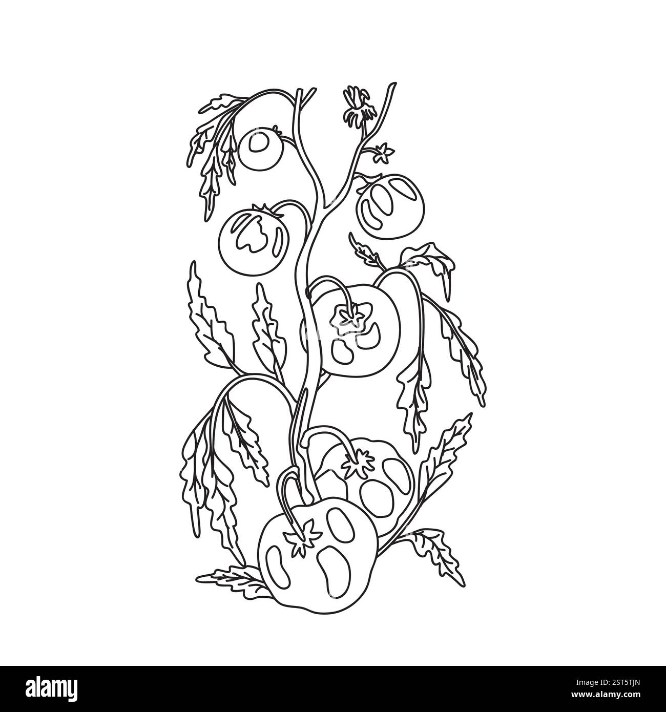 Botanical Line art drawing of growing peas on branches with leaves and ...