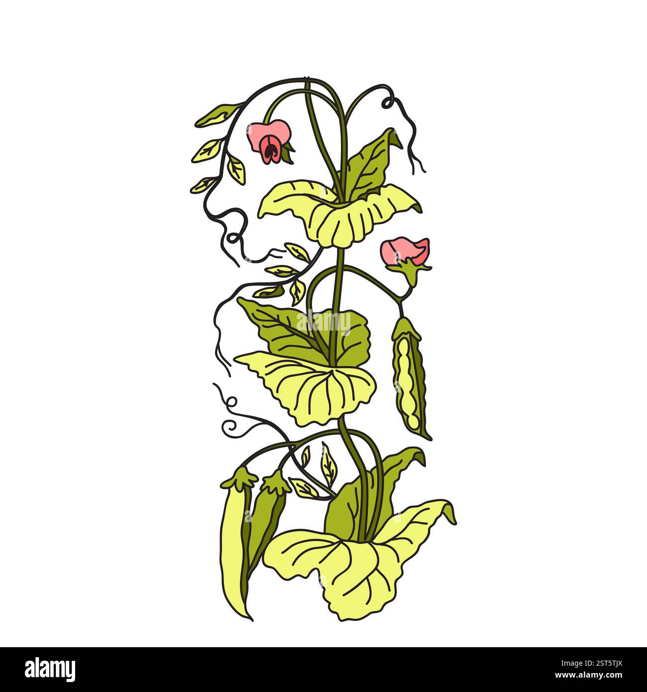 Botanical drawing of growing green peas on branches with leaves and ...