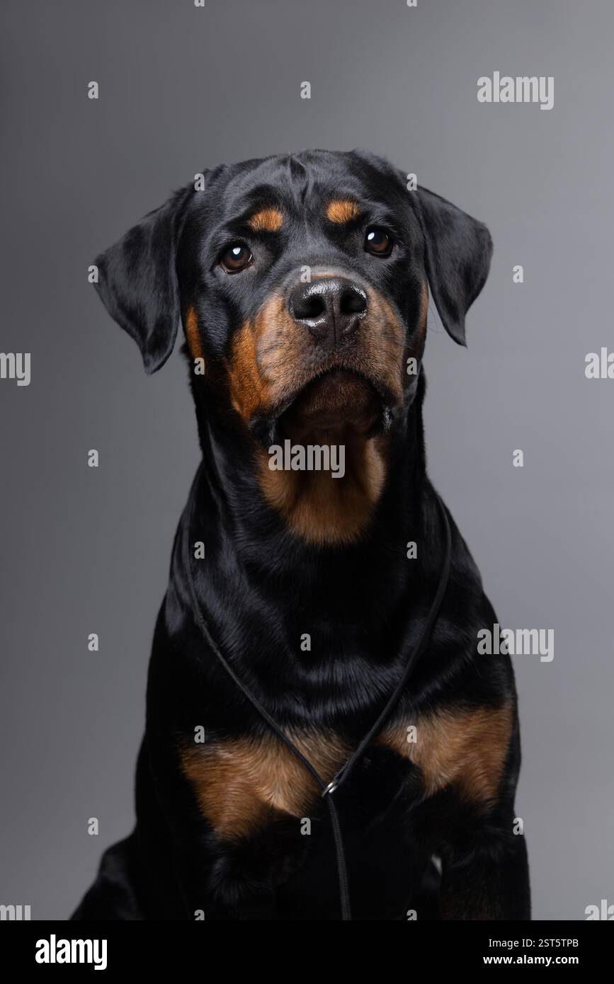 A charming portrait of a young Rottweiler puppy against a gray studio ...