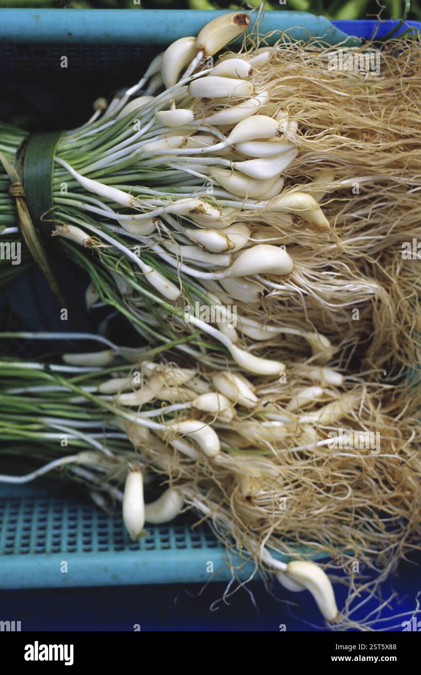 Spices, row garlic, india Stock Photo - Alamy