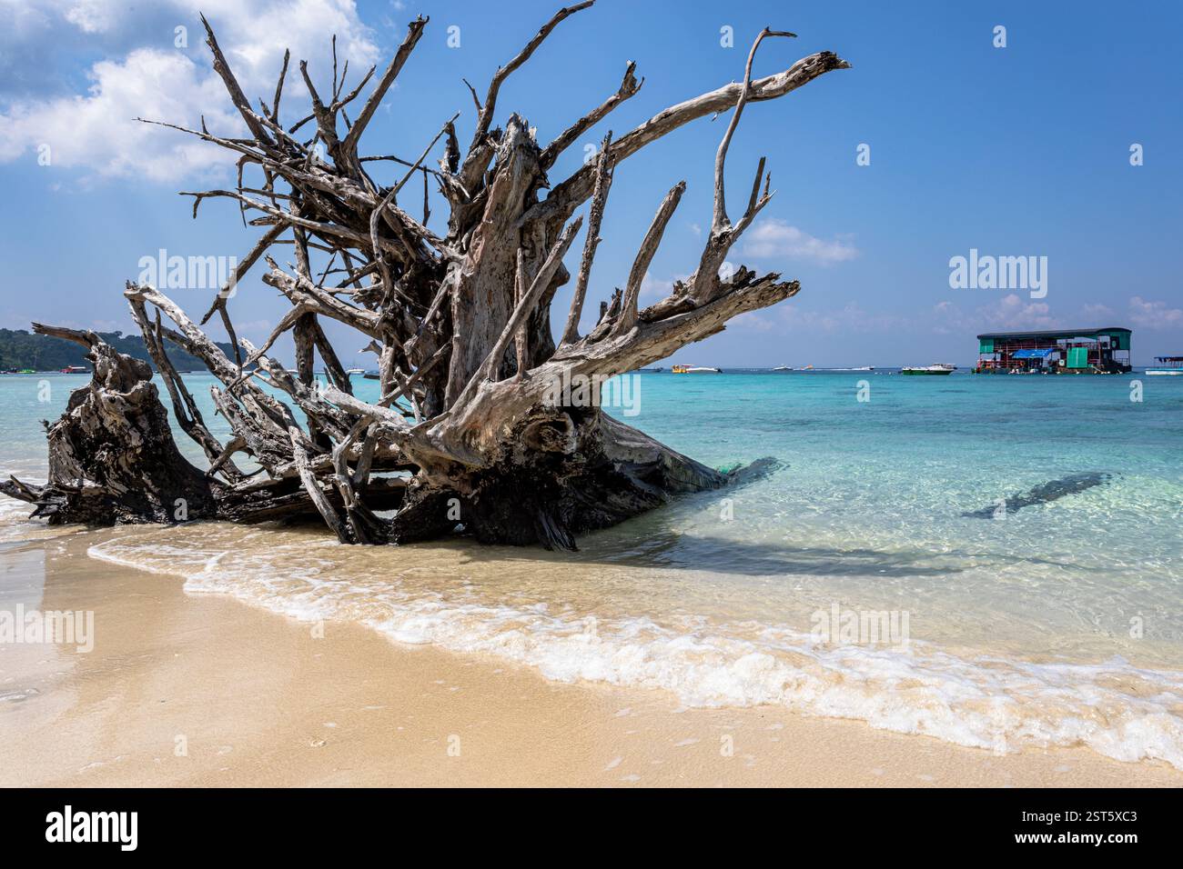 Uprooted trees along the sandy beach of Elephant Beach, Havelock ...
