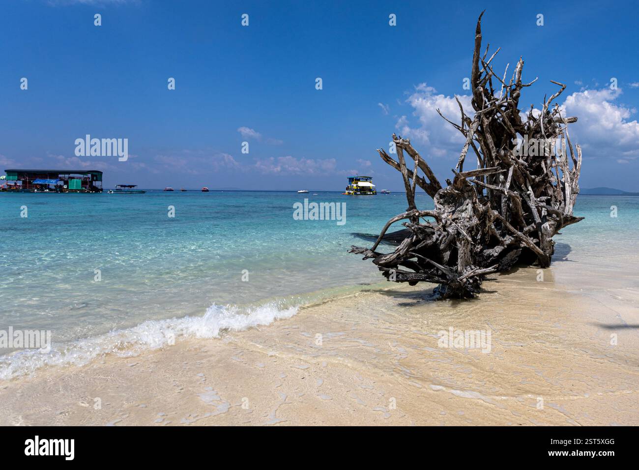 Uprooted trees along the sandy beach of Elephant Beach, Havelock ...