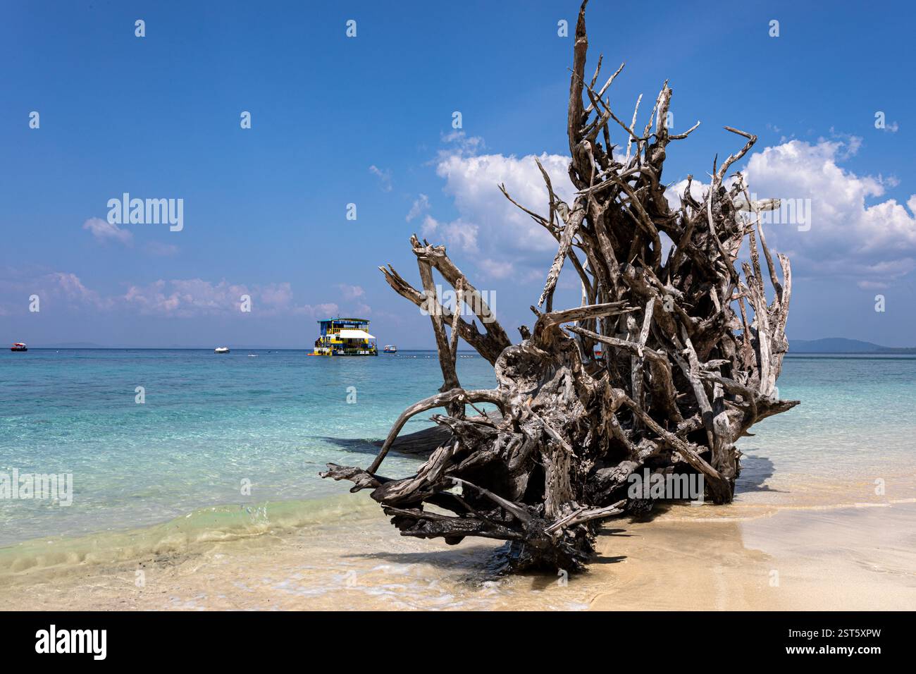 Uprooted trees along the sandy beach of Elephant Beach, Havelock ...