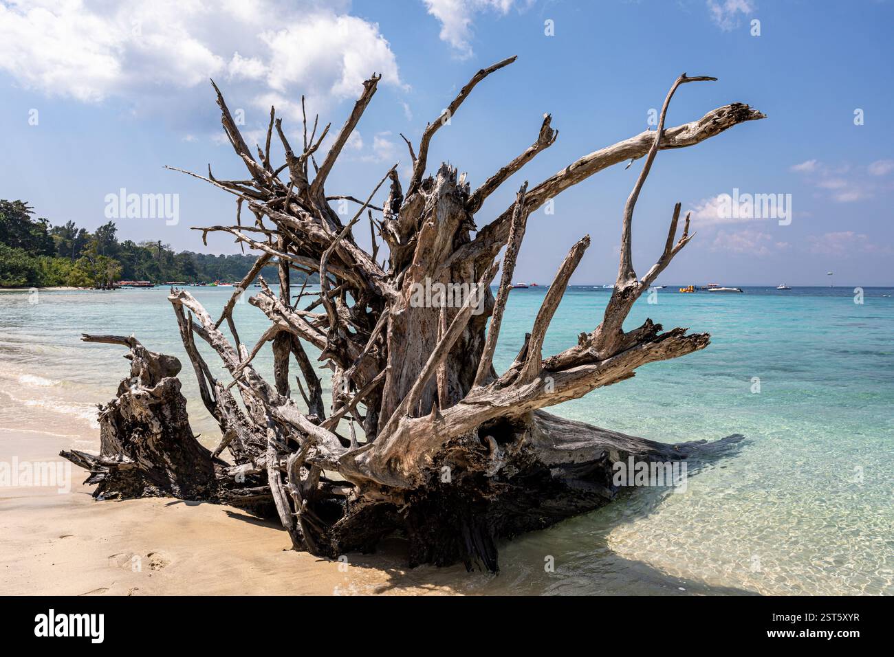 Uprooted trees along the sandy beach of Elephant Beach, Havelock ...
