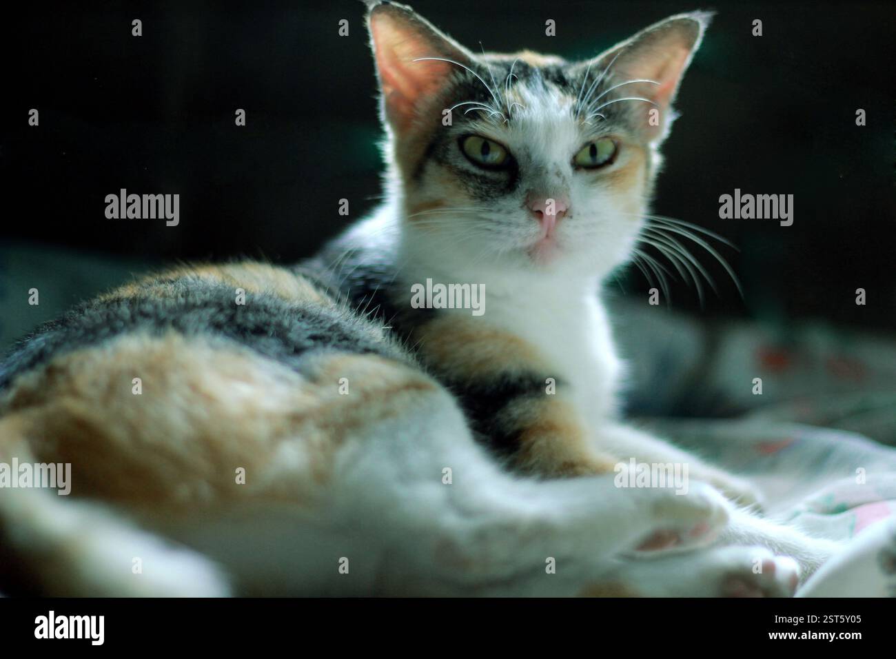 A calico cat is lying on the bed with its green eyes looking at the ...