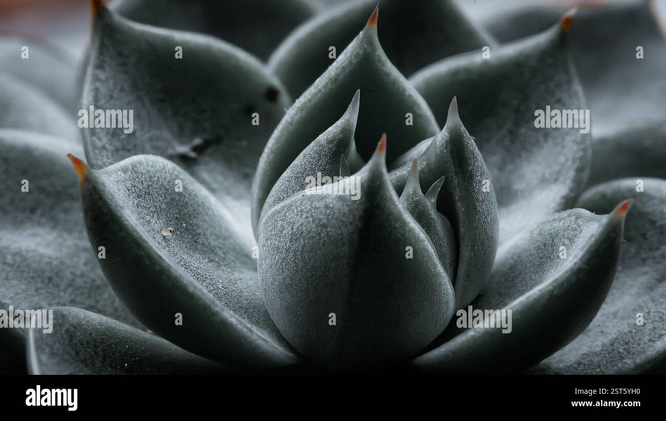 Up close macro image hi-res stock photography and images - Alamy