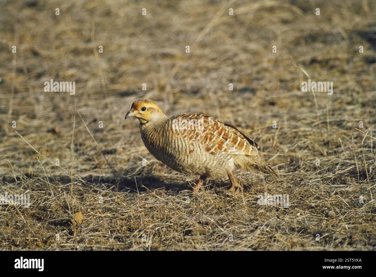 Asian grey partridge hi-res stock photography and images - Alamy