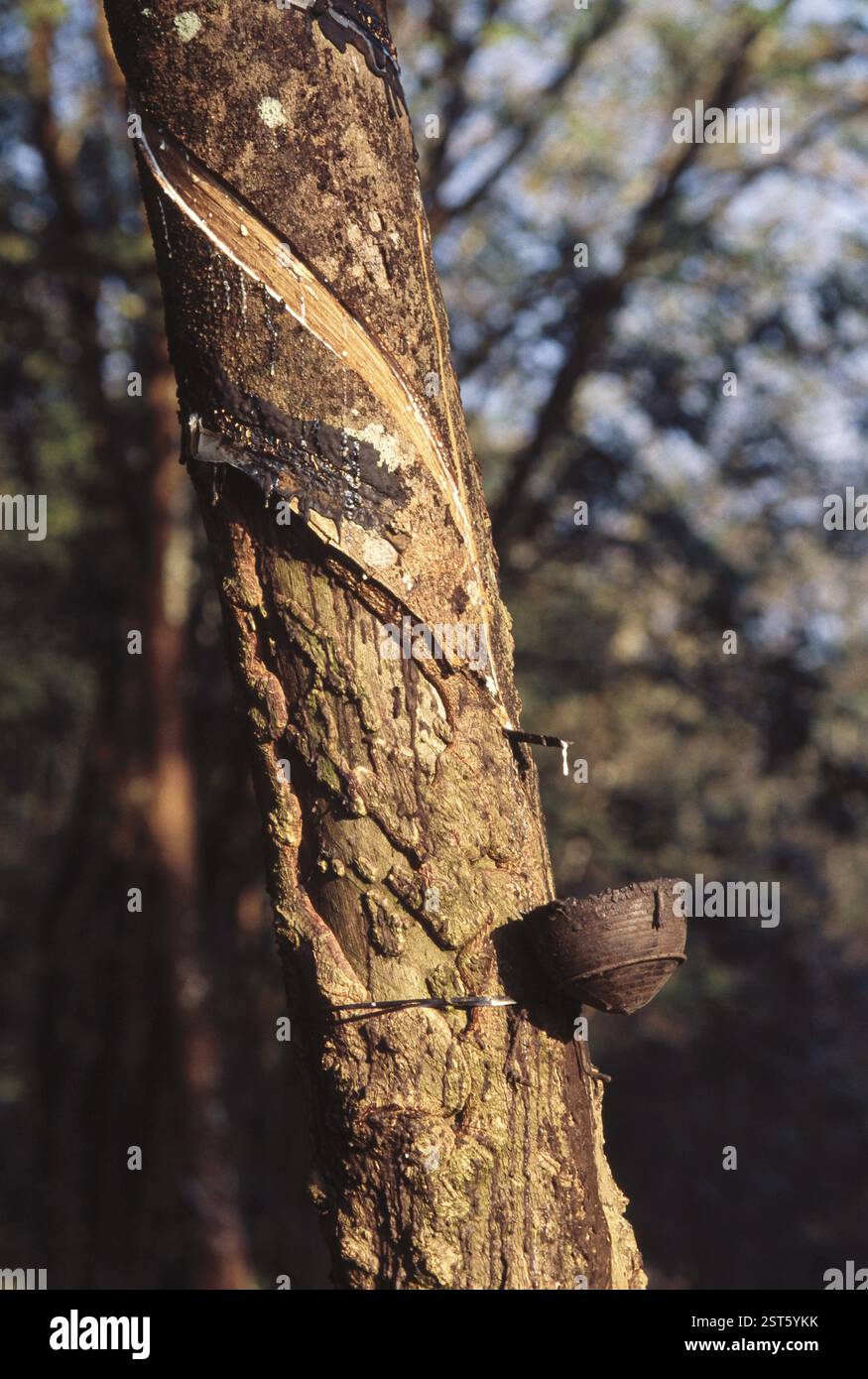Rubber tree, india Stock Photo - Alamy