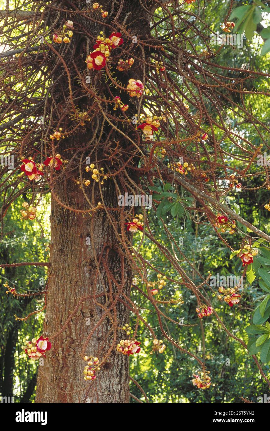 Nagalinga tree hi-res stock photography and images - Alamy