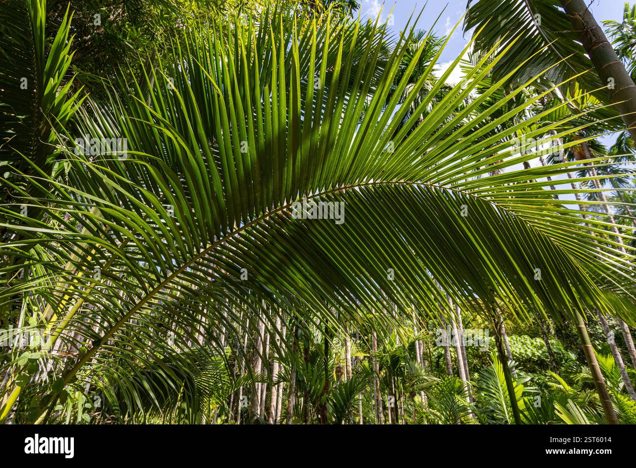 Trek the lush green environs through the tropical jungle to Elephant ...