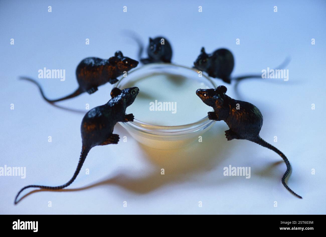 Concept, attack mouse and milk Stock Photo - Alamy