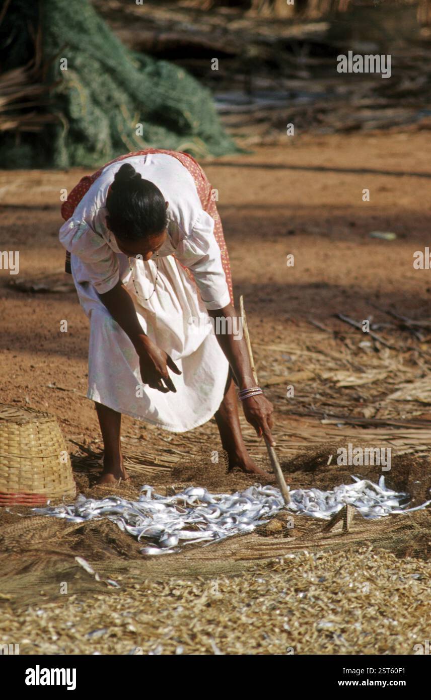 Dry fish labour hi-res stock photography and images - Alamy