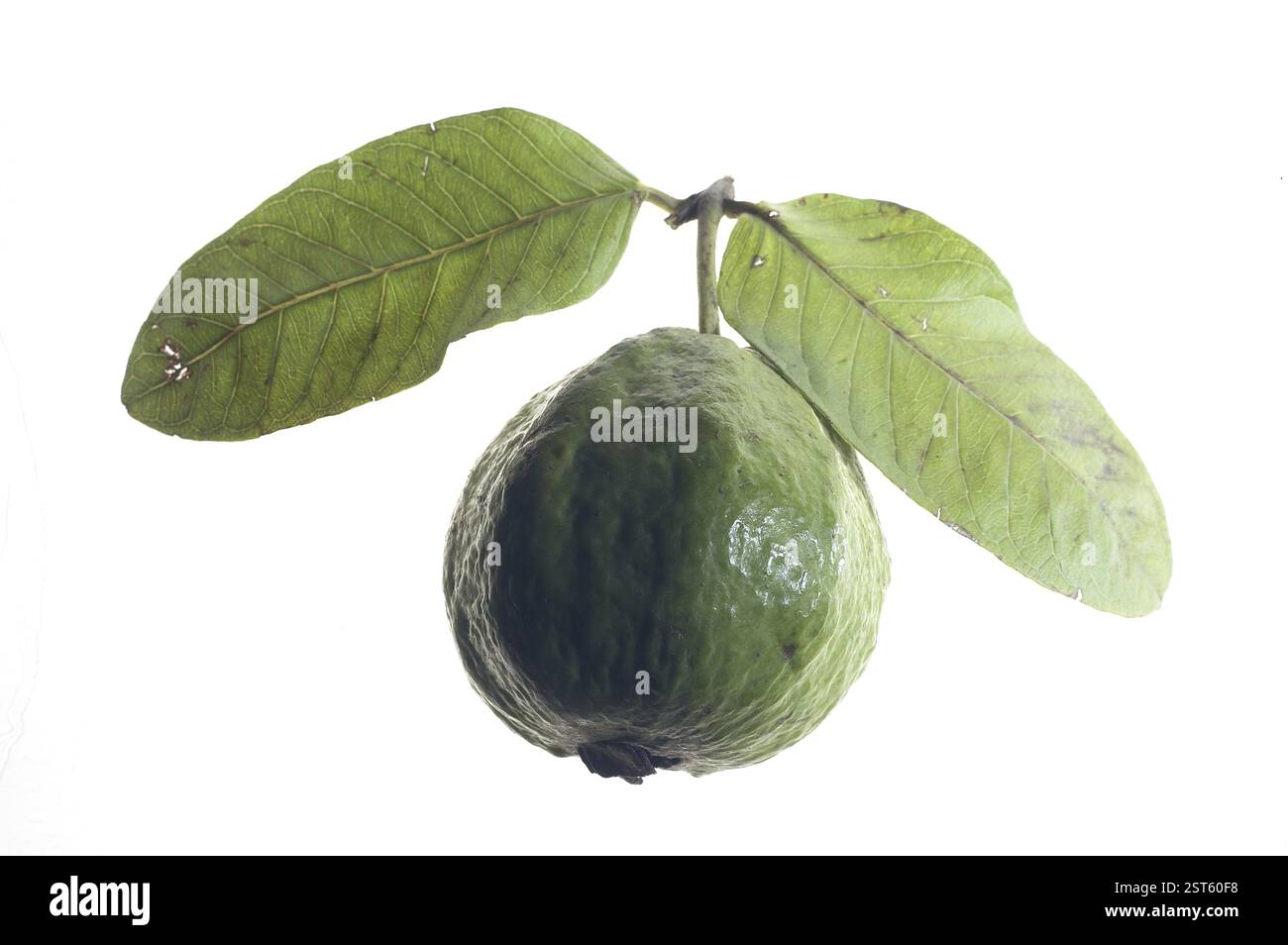 Peru, Guava fruit with two leaves on white background, South America ...