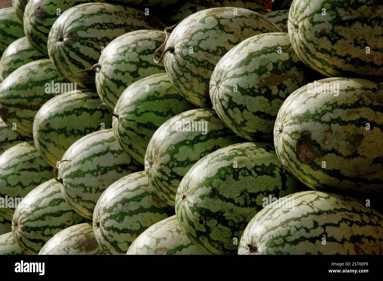 Fruit, Watermelons in line and in pile for sale Stock Photo - Alamy