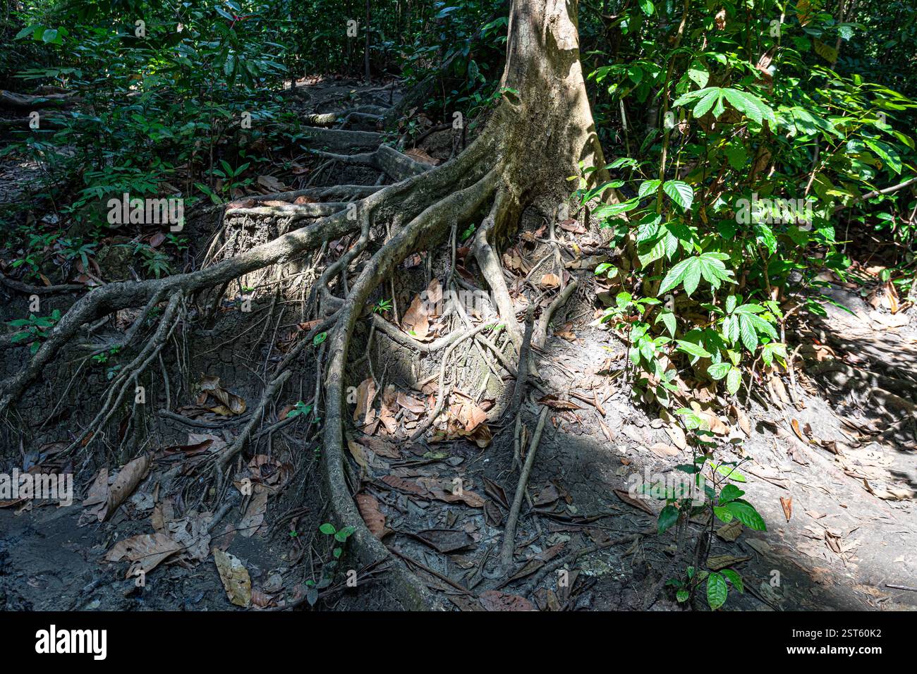 Trek the lush green environs through the tropical jungle to Elephant ...