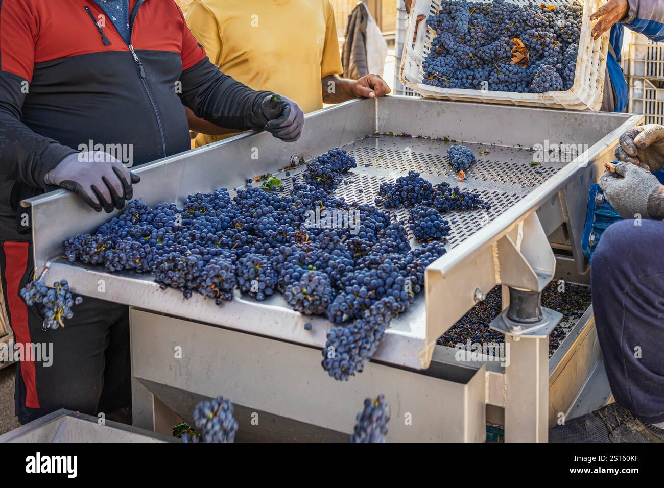 Group of workers manually sorts grapes on metal table at winery ...