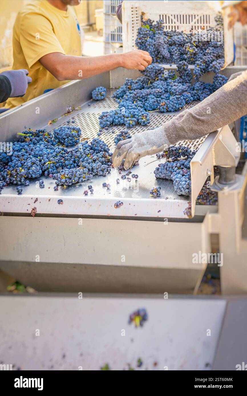 Workers sort grapes on a conveyor during the harvest season. Winemaking process begins with ...