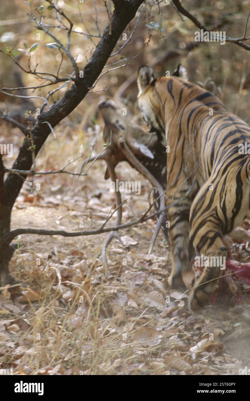 Tiger eating prey (Panthera Tigris), bhandhavgarh, madhya pradesh ...