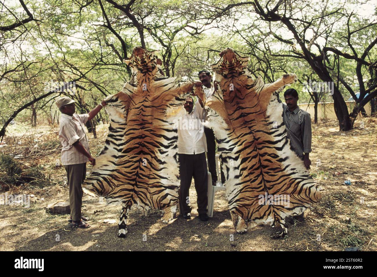 Tiger skins hi-res stock photography and images - Alamy