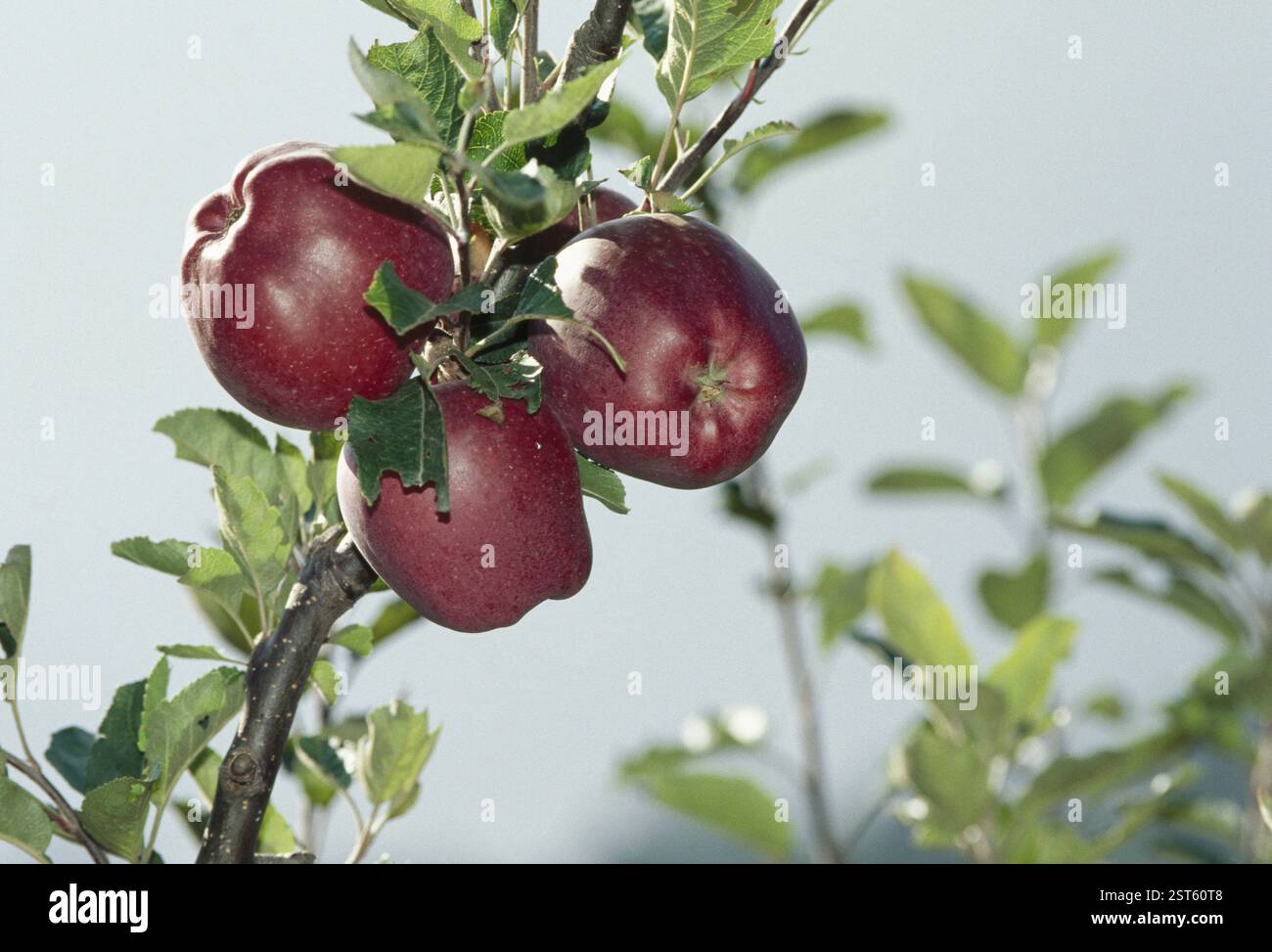 Fruits, food, orchards, ripe red apples growing on branch in field ...
