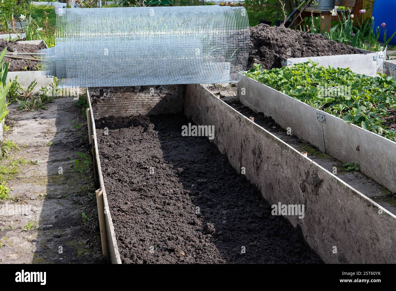 Metal netting against rodents. The mesh protects root crops from mice ...