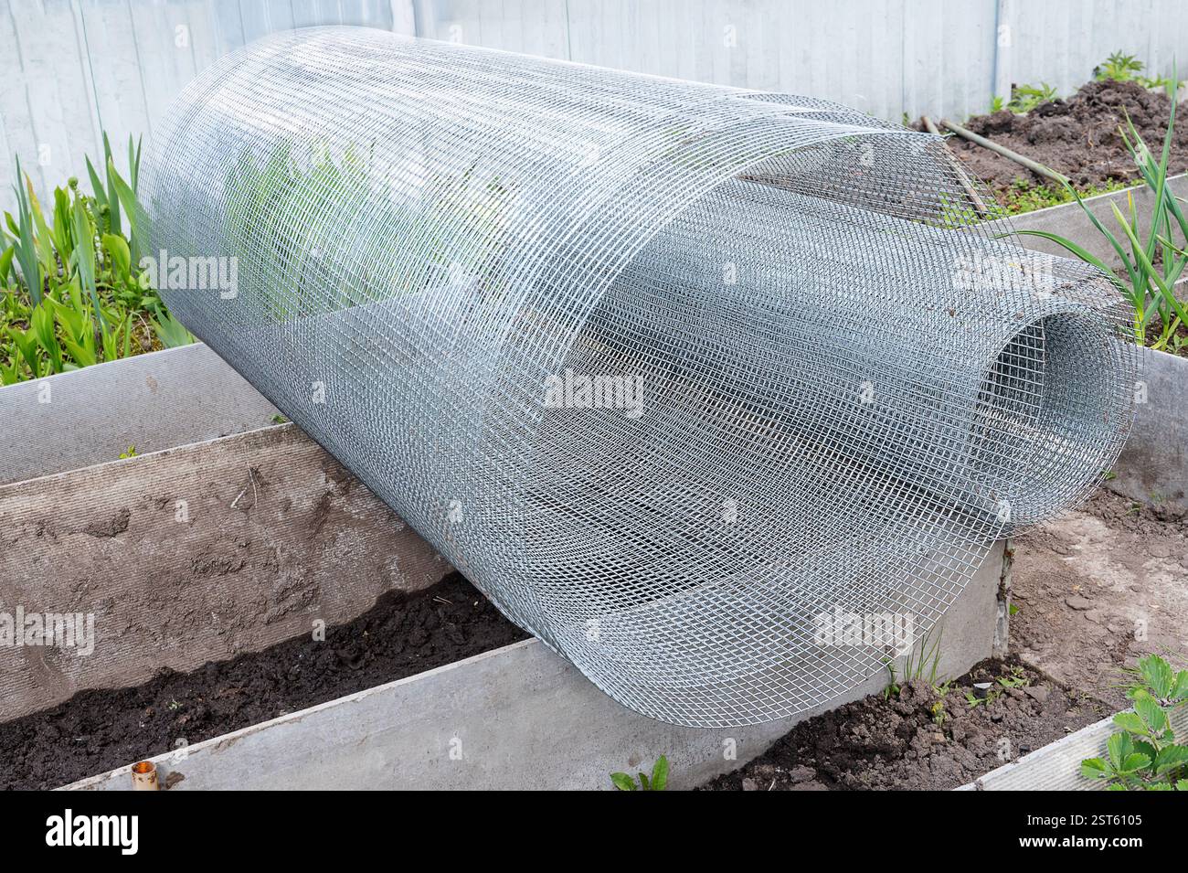 Metal netting against rodents. The mesh protects root crops from mice ...