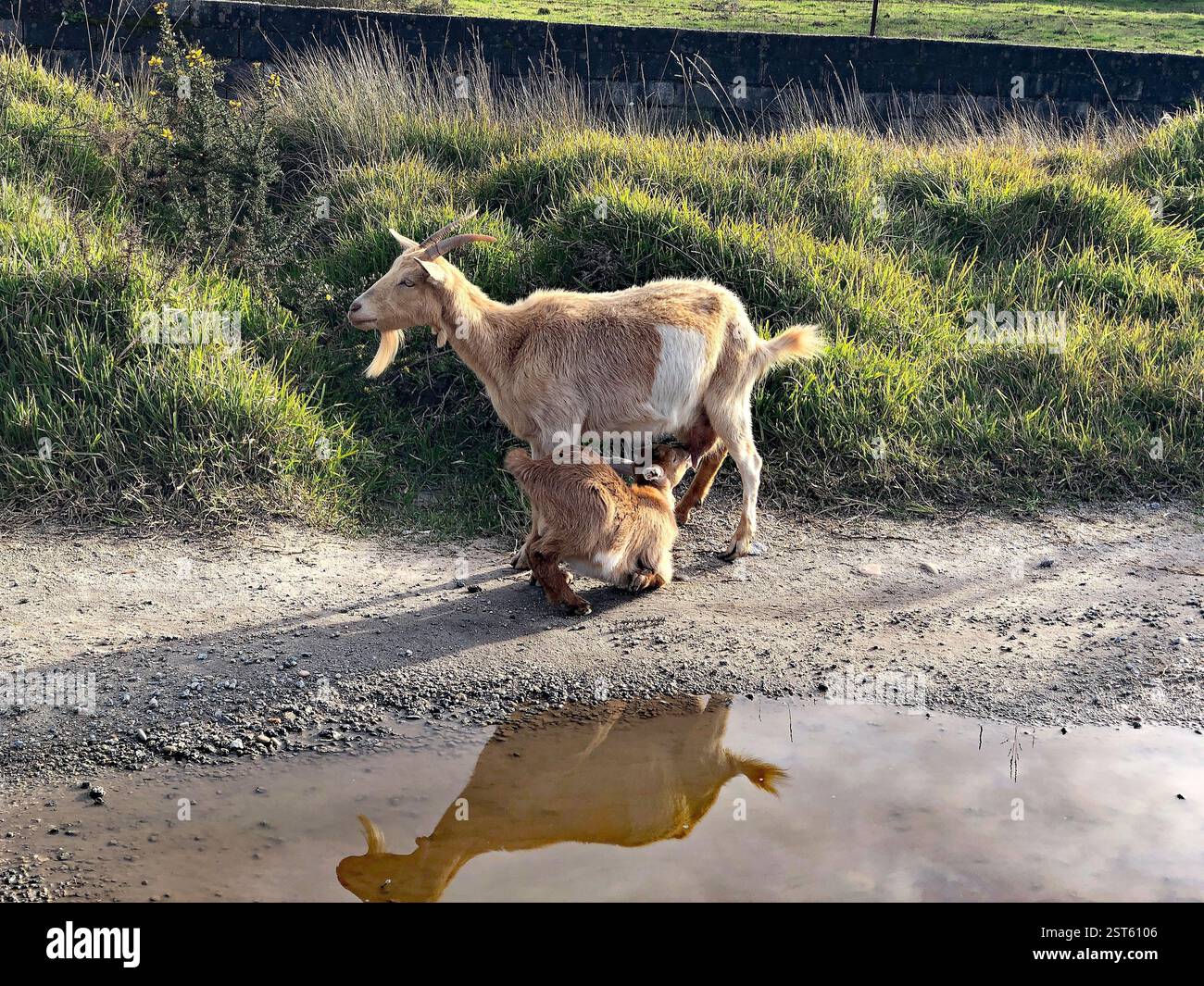 Darque, Portugal - February 14, 2025: A mother goat nursing her kid ...