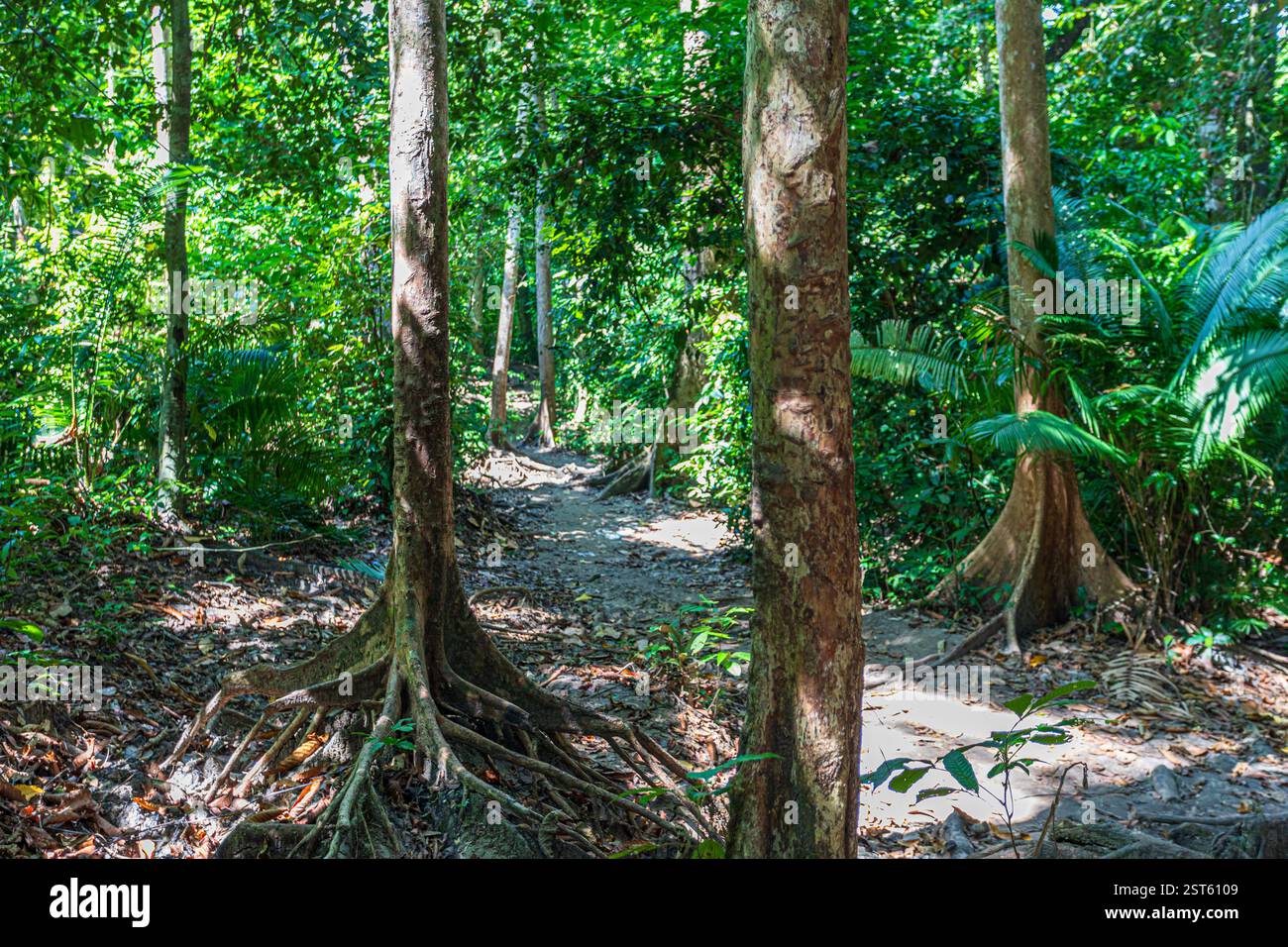 Trek the lush green environs through the tropical jungle to Elephant ...