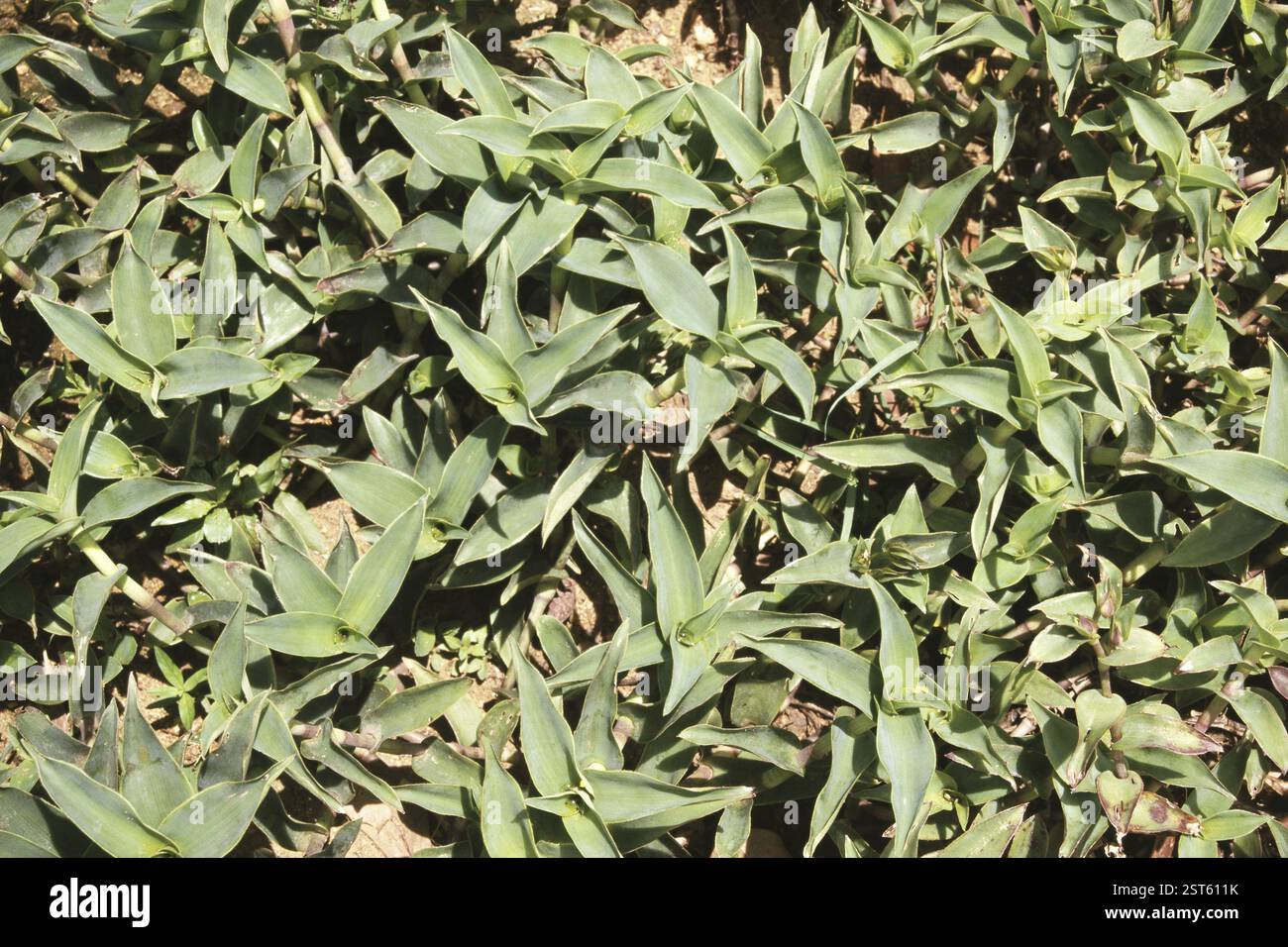 Kanchara (commelina benghalensis linn), india Stock Photo - Alamy