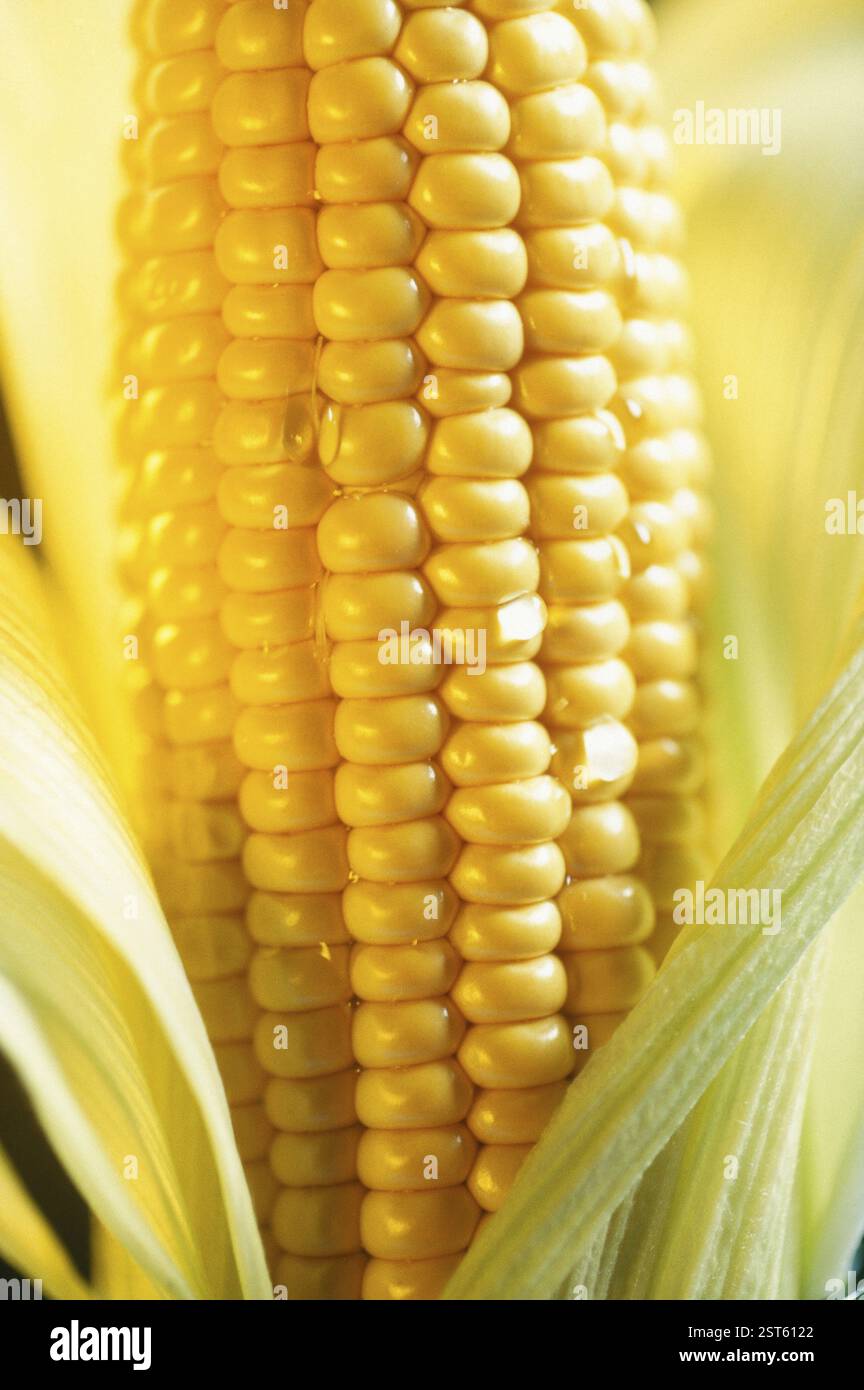 Food, grain studded Corn maize Makki Makai Stock Photo - Alamy