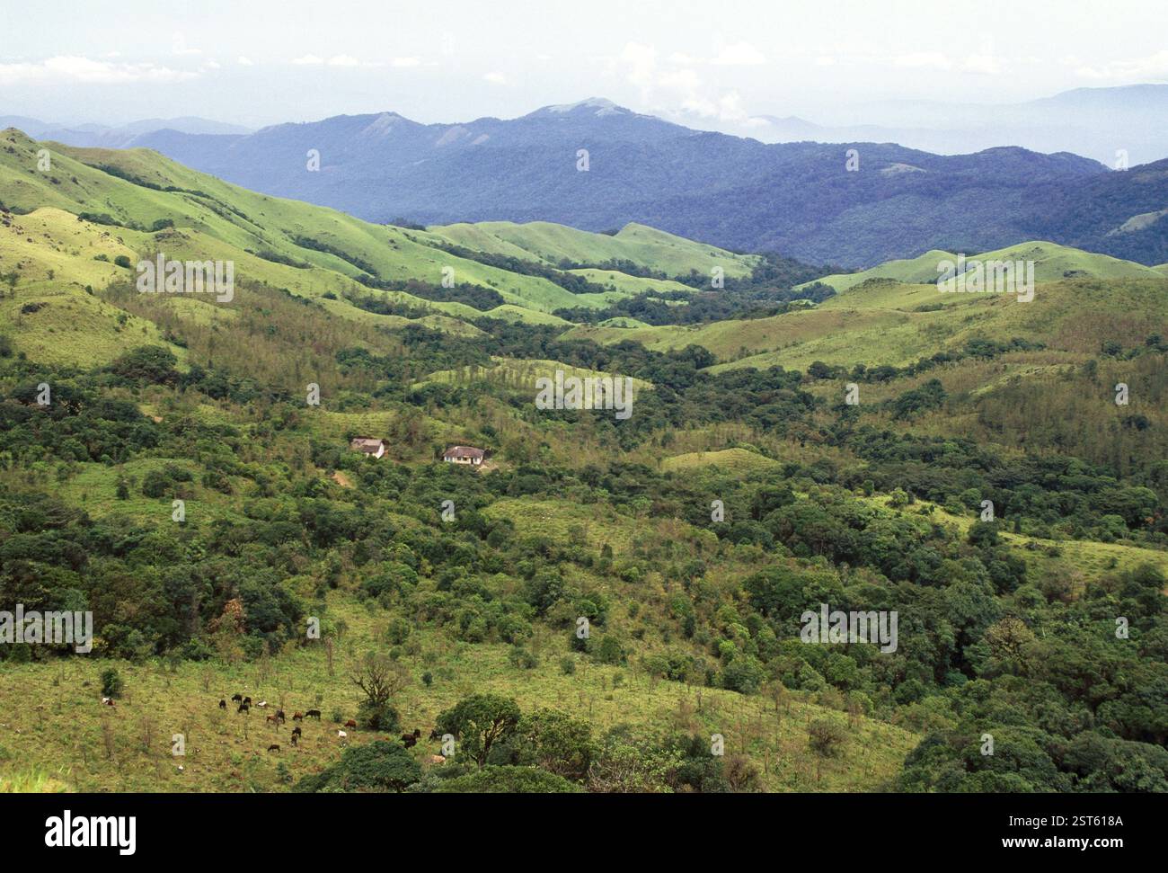 View of western ghats from brahmagiri hills in Talacauvery, kodagu ...