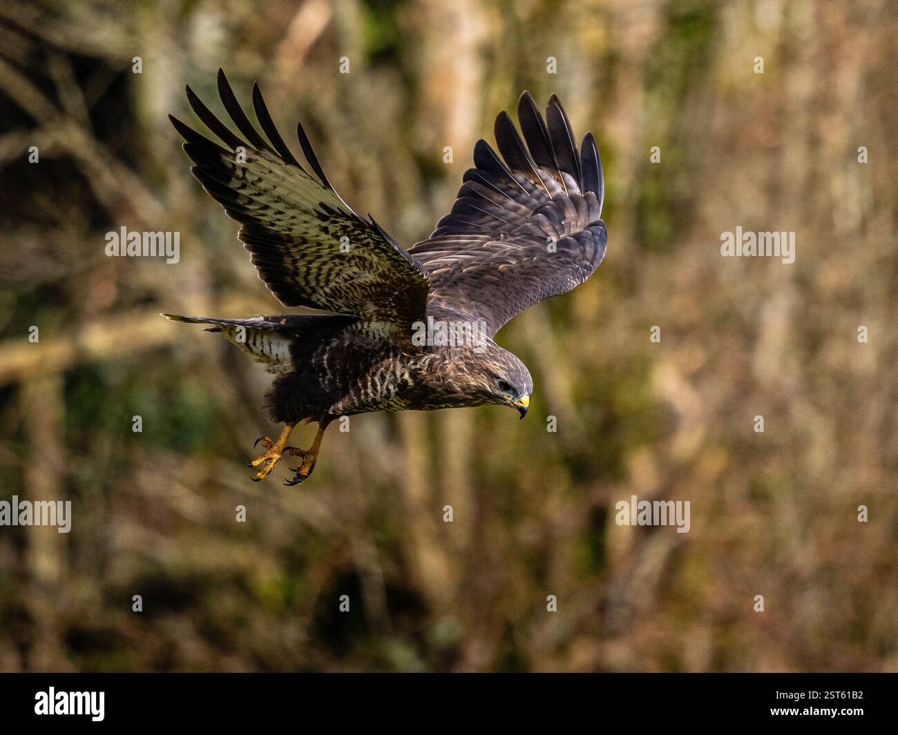 Aberystwyth, Ceredigion, Wales, UK. 17th Feb, 2025. Two common buzzards ...