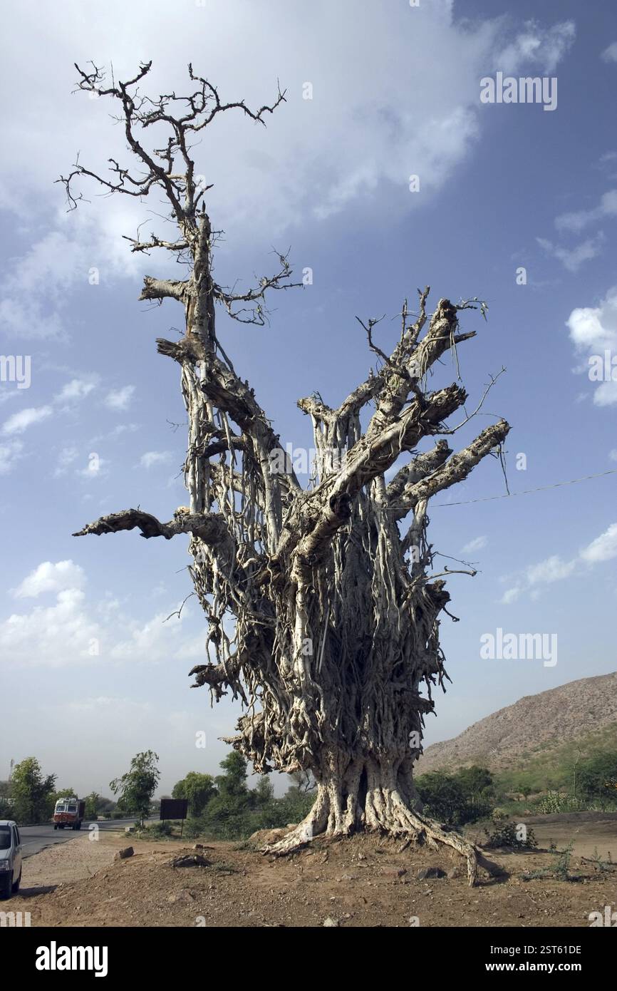 Old dry Banyan tree or Vat Ber (Ficus bengalensis), Jaipur, Rajasthan ...