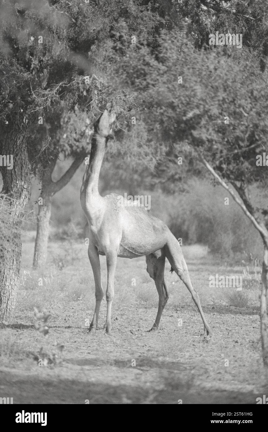 Camel eating thorns, Jodhpur, Rajasthan, India, Asia Stock Photo - Alamy