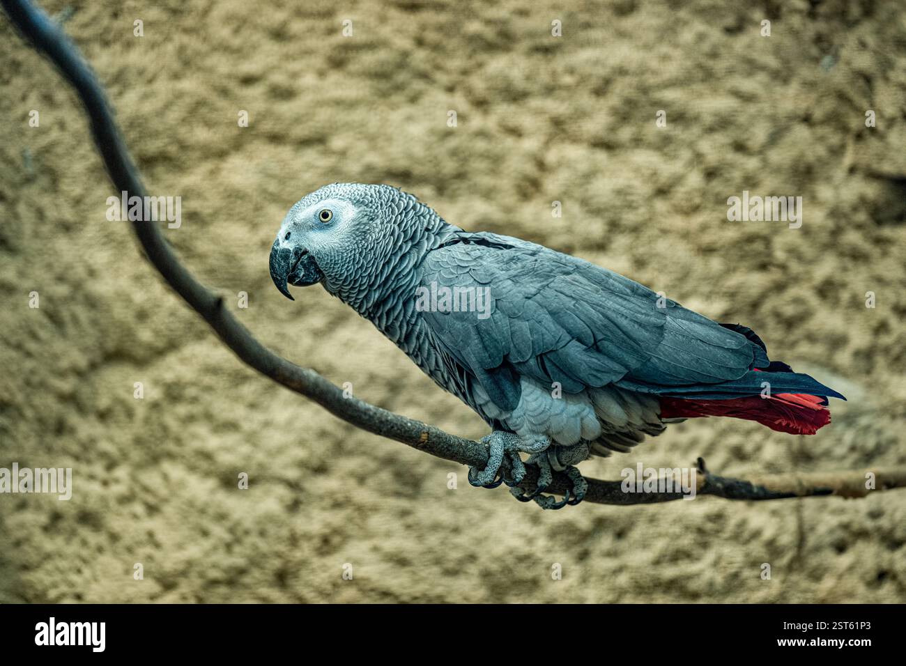 African grey parrot (Psittacus erithacus Stock Photo - Alamy