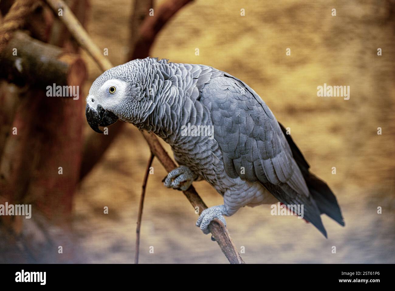 African grey parrot closeup hi-res stock photography and images - Alamy