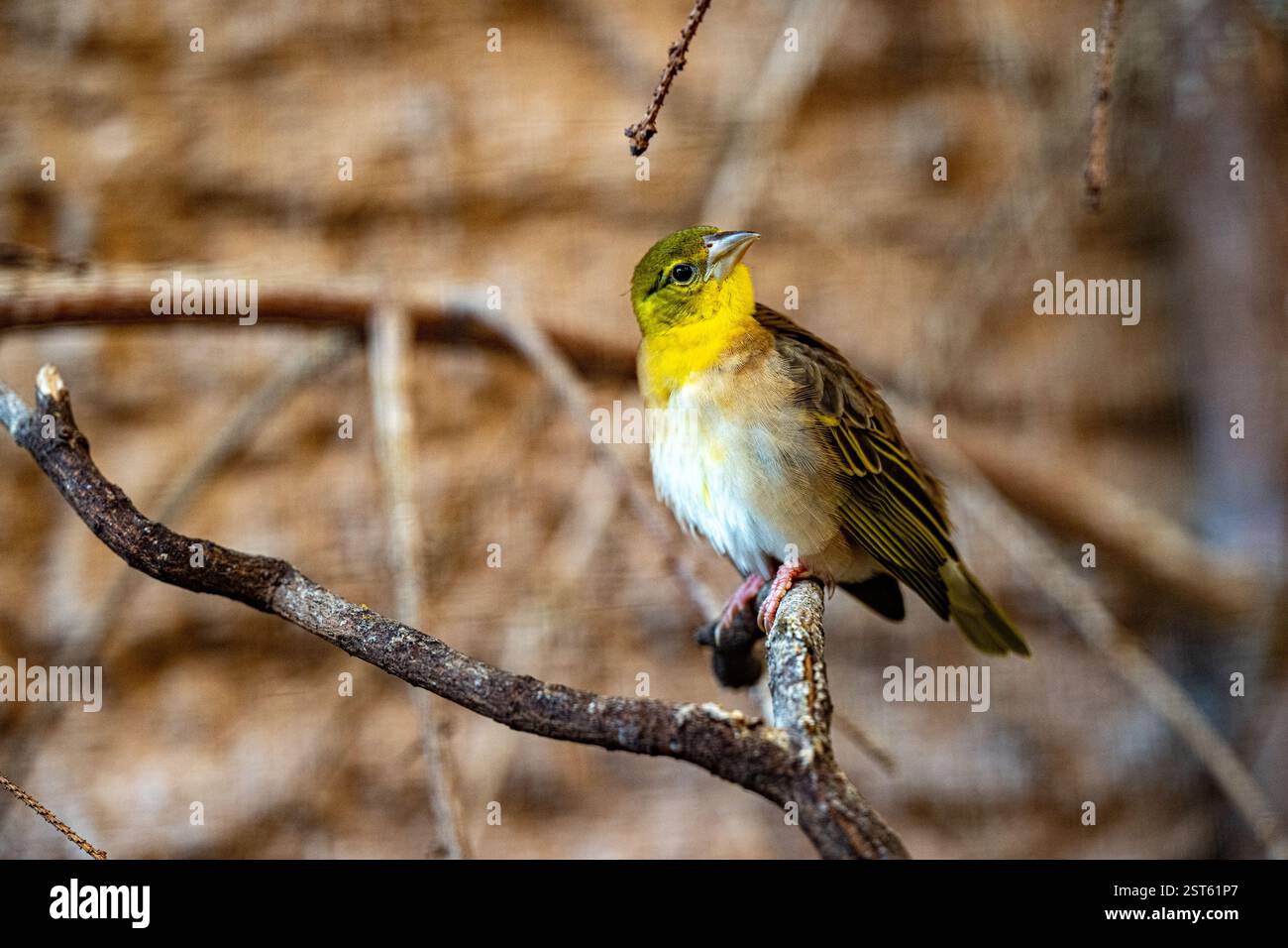 Female Village weaver - Ploceus cucullatus Stock Photo - Alamy