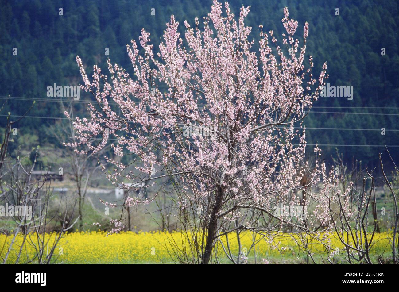 Peach tree in bloom, manali, himachal pradesh, india Stock Photo - Alamy