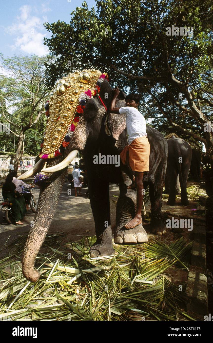 Trichurpooram pooram, mahout mounting, Elephants March procession ...
