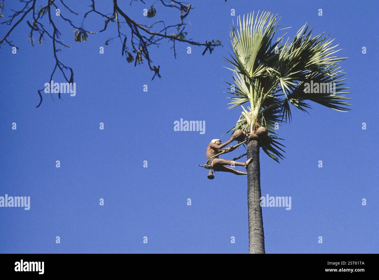 Man collecting Toddy from palm tree, warangal, andhra pradesh, india ...