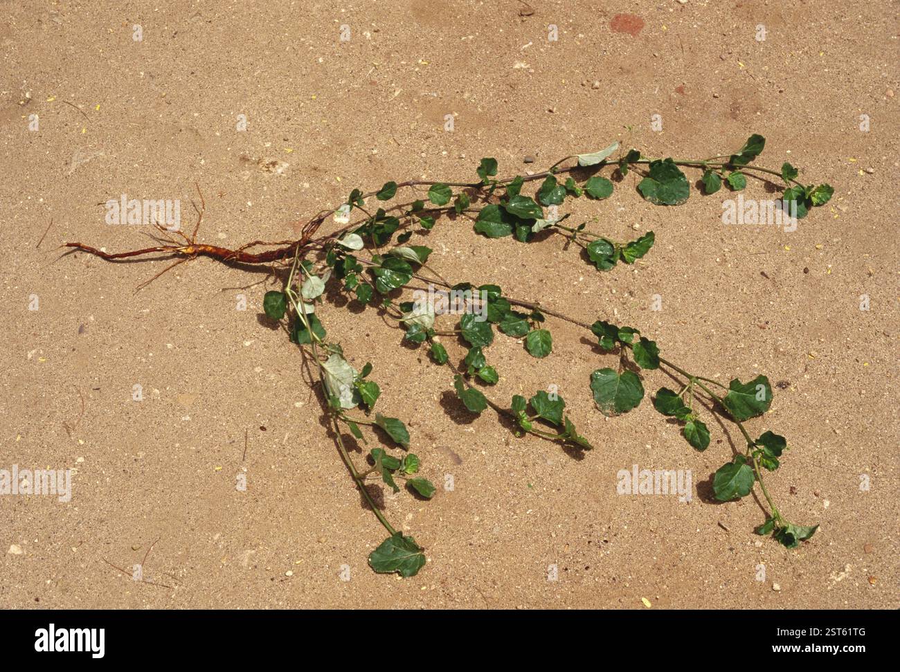 Hog weed (boerhaavia diffusa linn), pig weed, india Stock Photo - Alamy