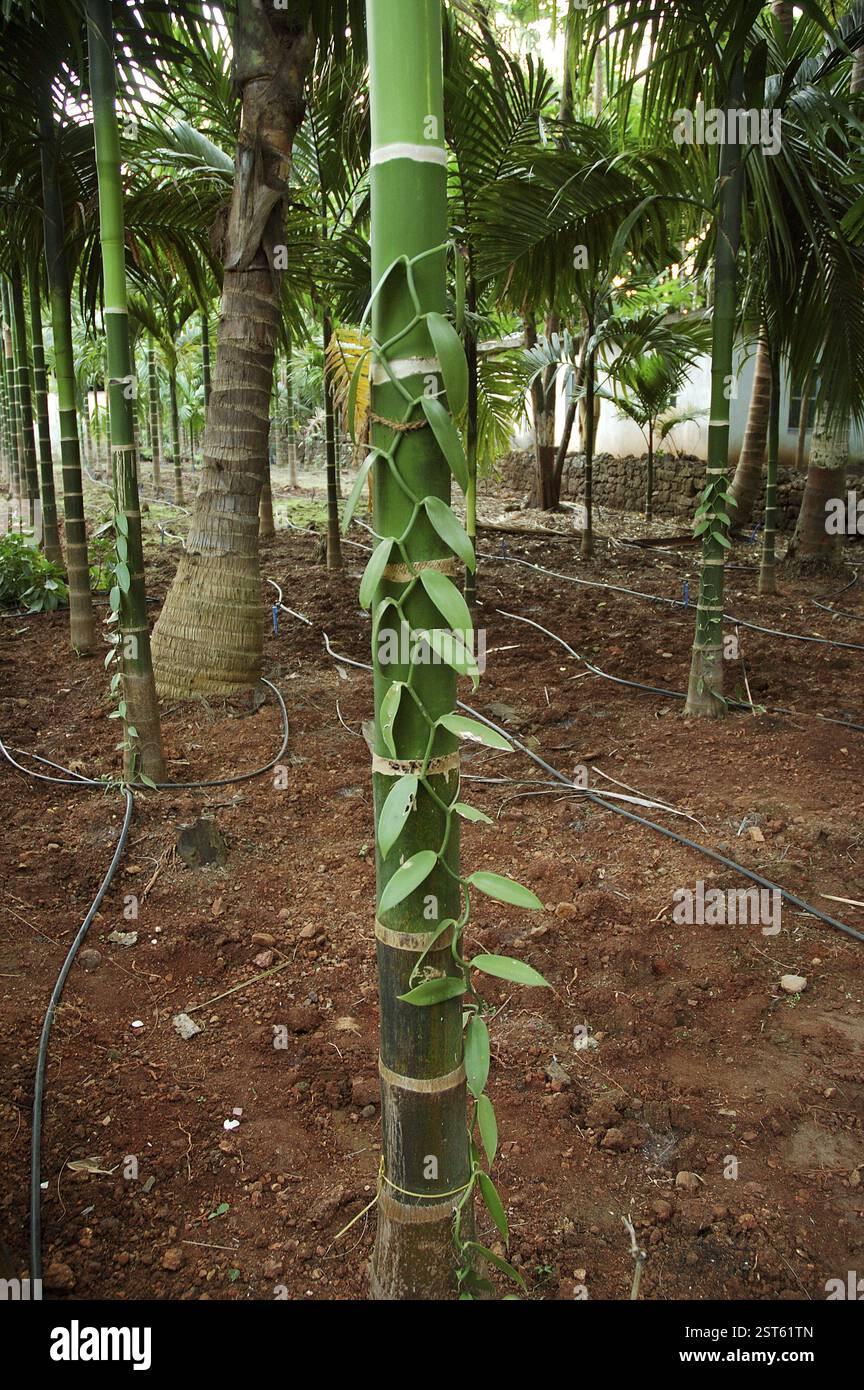 Vanilla essence creeper growing in farm, India, Asia Stock Photo - Alamy