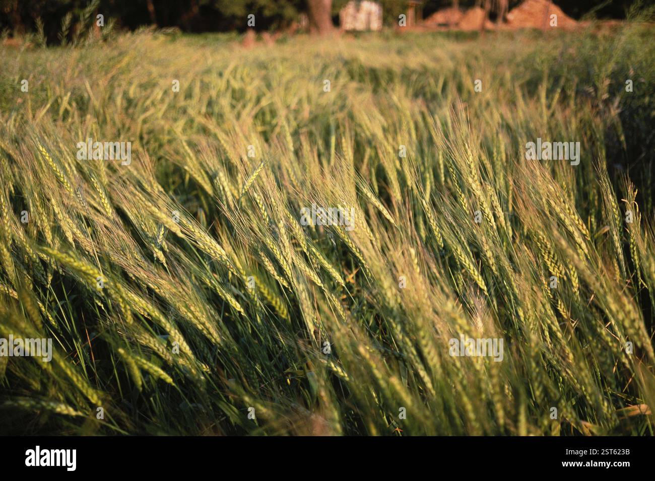 Bordi india hi-res stock photography and images - Alamy