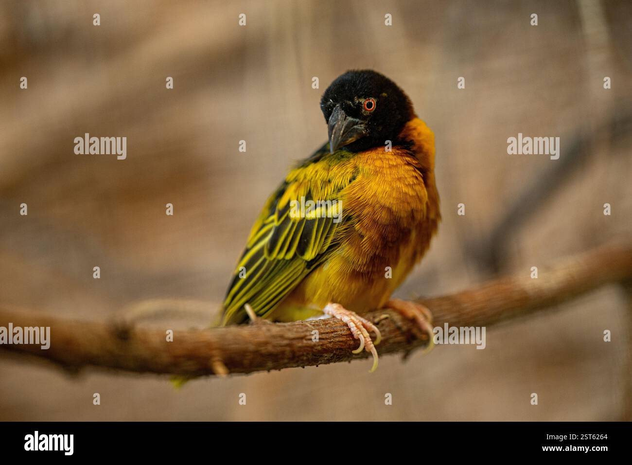 Male African Village Weaver bird (Ploceus cucullatus Stock Photo - Alamy