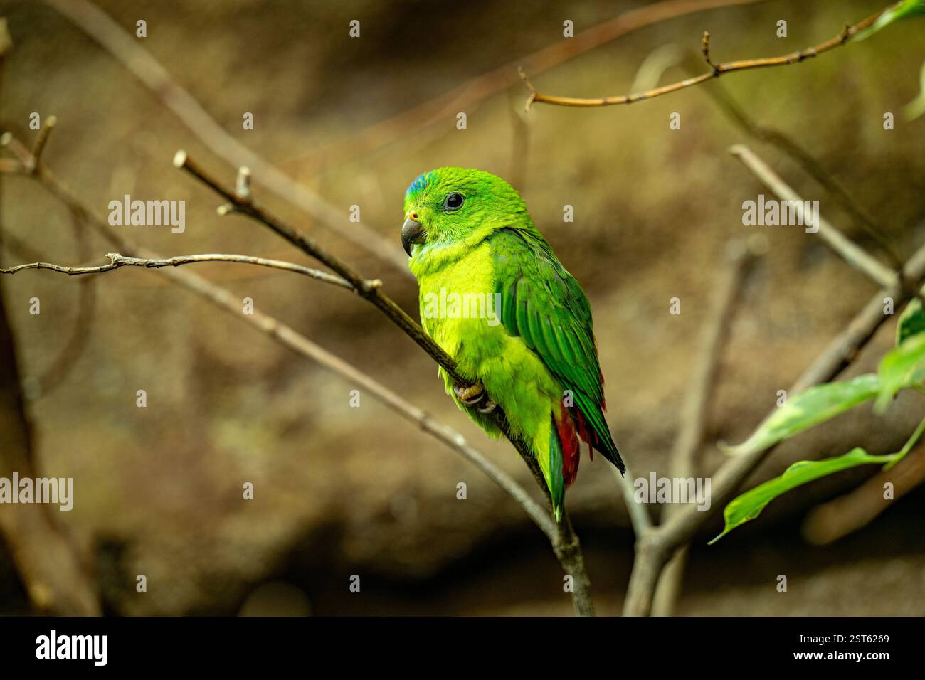 Blue-Crowned Hanging Parrot on Branch Stock Photo - Alamy